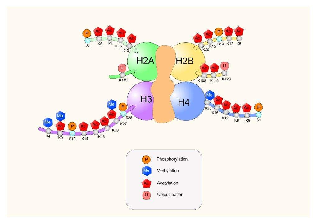 Acetilación De Histonas Metilación